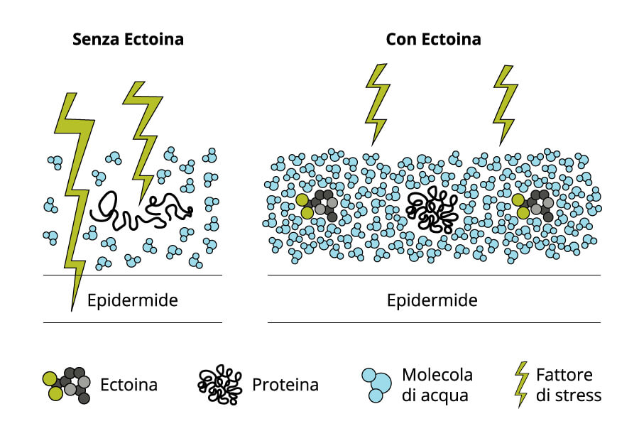 Ectoina - La Saponaria